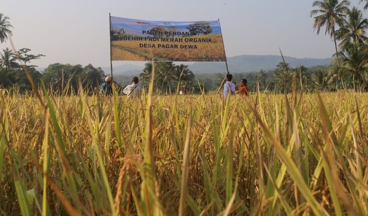 Bukit Asam Sejahterakan Petani Lewat Budidaya Beras Organik - Info ...